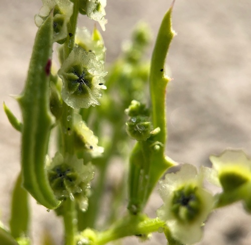 Winged Pigweed (Cycloloma atriplicifolium)
