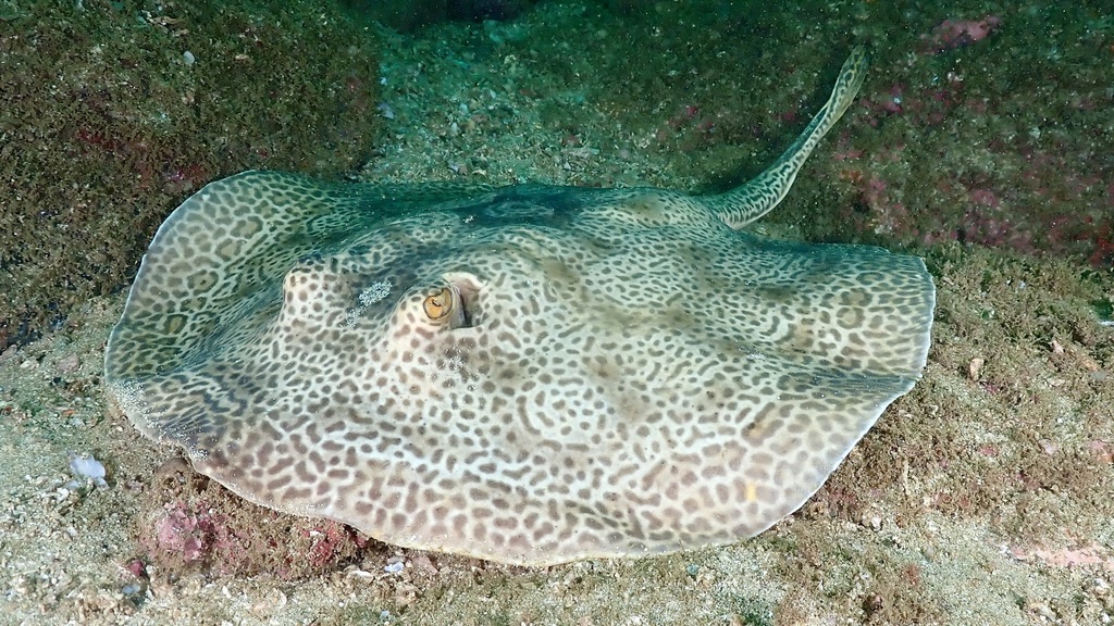 Leopard Round Stingray from 50503, Costa Rica, La Libertad, Trujillo ...