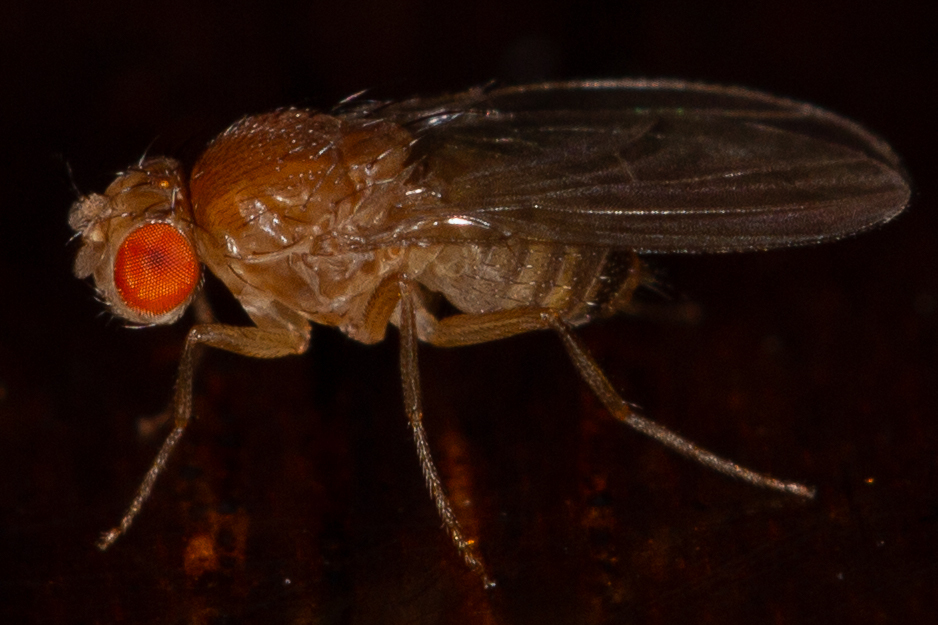 Small Fruit Flies from Franklin County, MO, USA on November 10, 2024 at ...