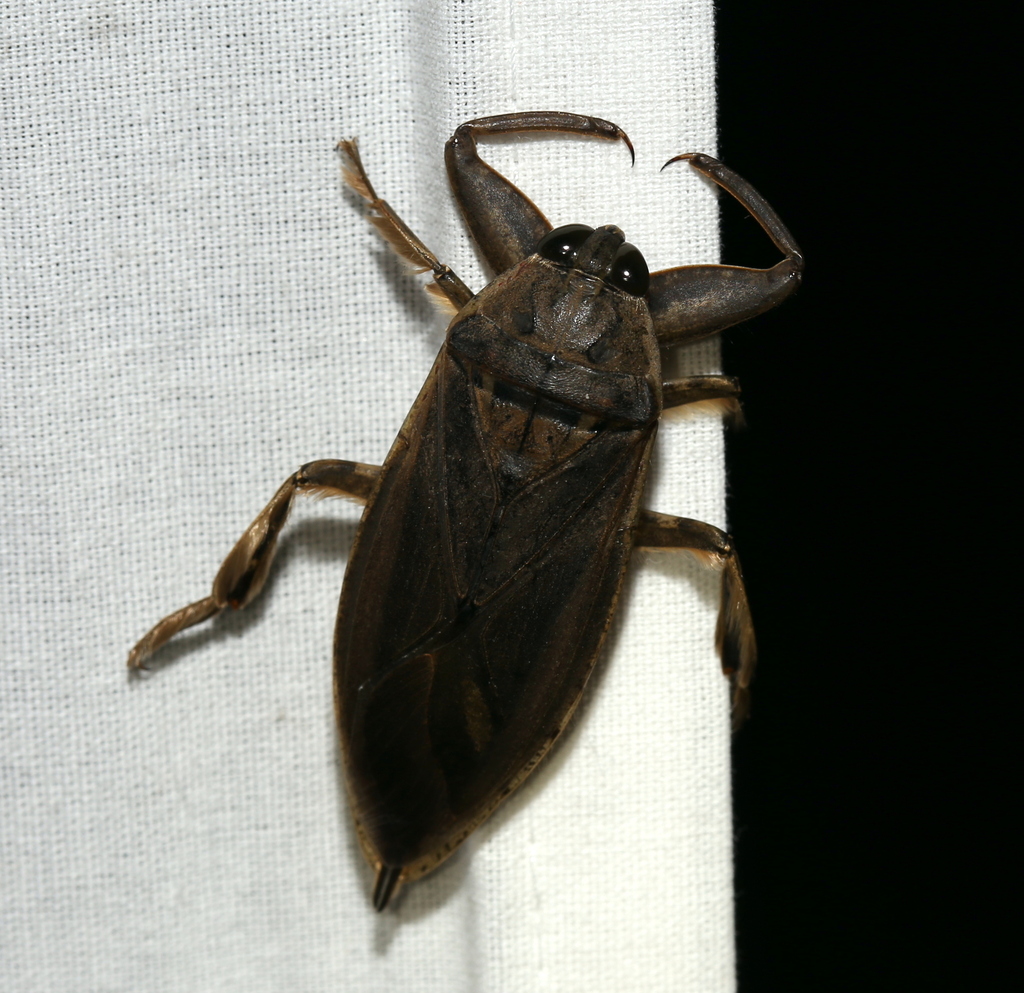 Uhler's Giant Water Bug from White Pines Nature Preserve, 548 S Rocky ...