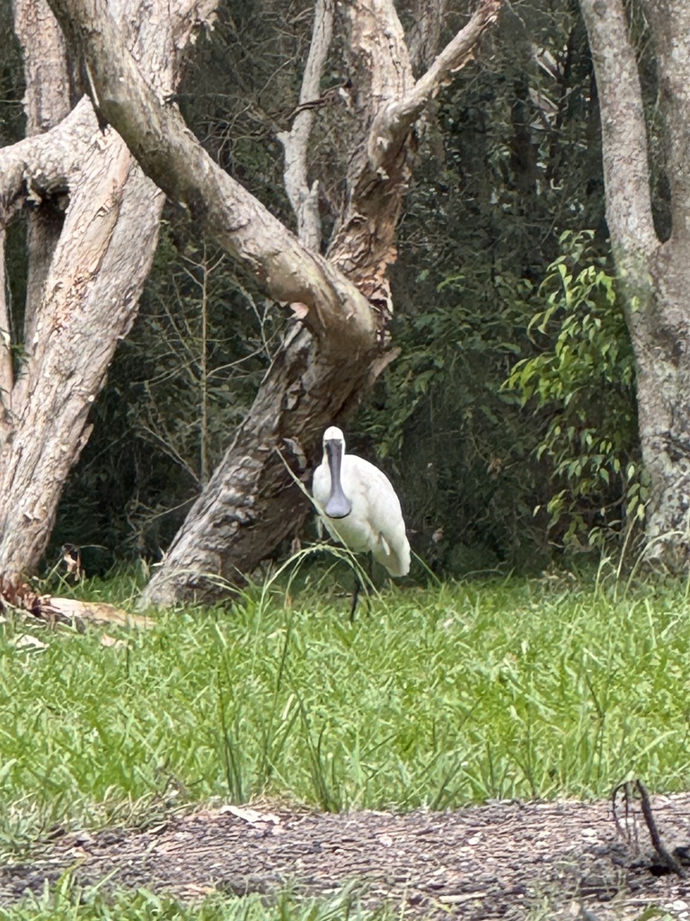 Royal Spoonbill from Alex Griffiths Park, Currumbin, QLD, AU on ...