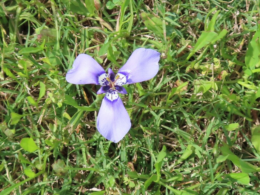 Prairie Nymph from Williamson County, TX, USA on April 13, 2024 at 10: ...