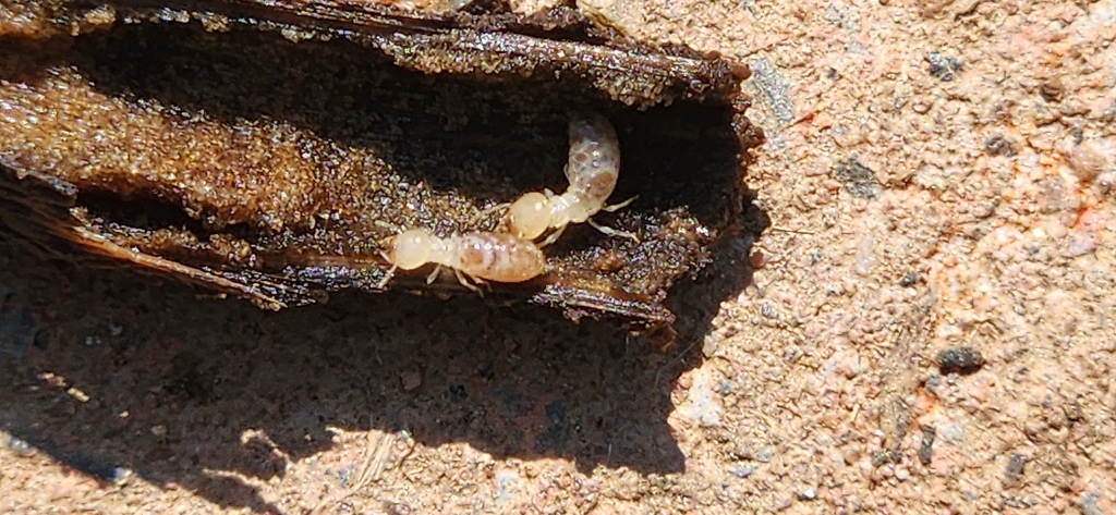 Eastern Subterranean Termite from Barboursville, Albemarle County, VA ...