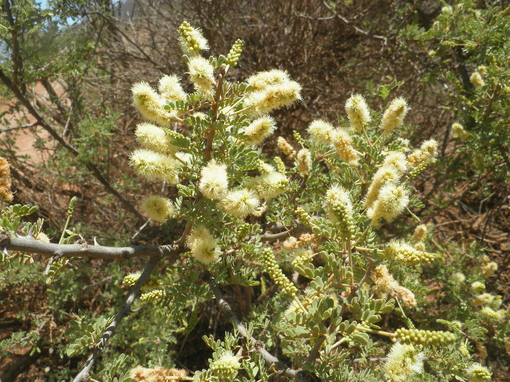 Catclaw Acacia from San Quintín, B.C., México on June 22, 2012 at 11:44 ...