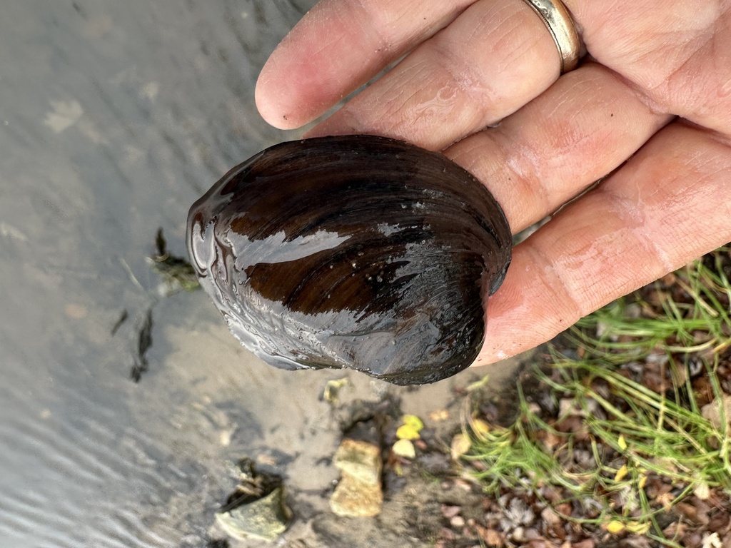 Three-ridge Mussel from French Island, Onalaska, WI, US on November 10 ...
