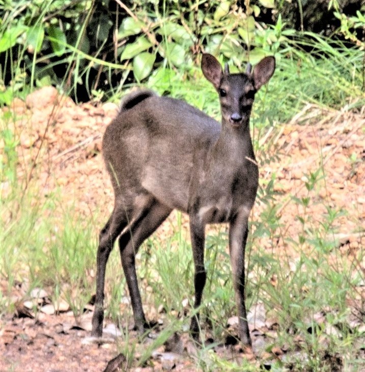 Amazonian Brown Brocket from Tapanahony, Suriname on July 14, 2019 at ...
