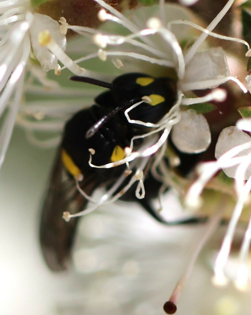 Masked Bees from Sydney NSW, Australia on November 8, 2024 at 02:02 PM ...