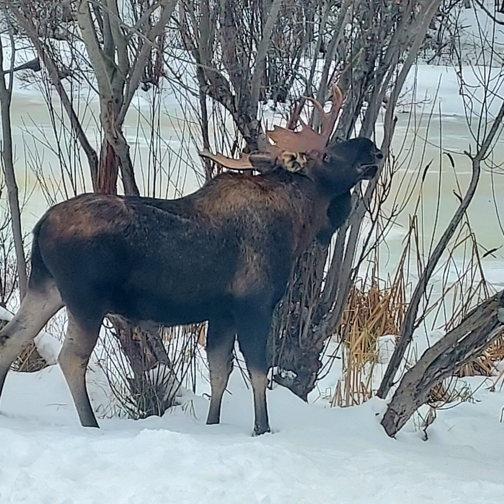 Alaskan Moose from Sand Lake, Anchorage, AK, USA on November 9, 2024 at ...