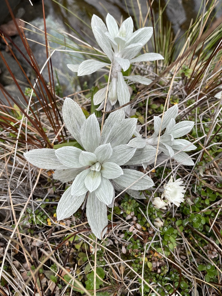 White Mountain Daisy from Tongariro National Park, Tongariro National ...