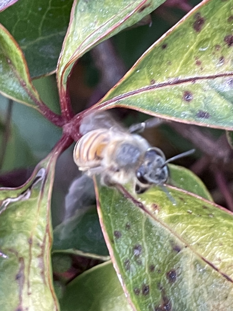 Western Honey Bee from Cerrada de Sierra Leona, Querétaro, Qro., MX on ...