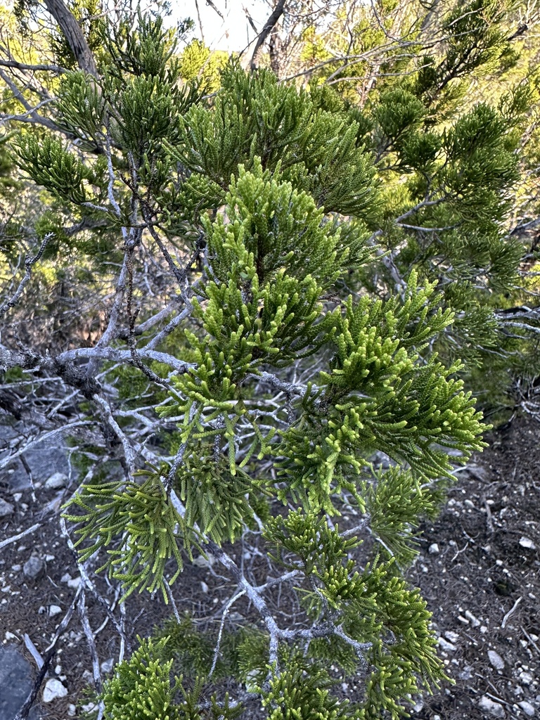 Ashe juniper from Lost Maples State Natural Area, Vanderpool, TX, US on ...