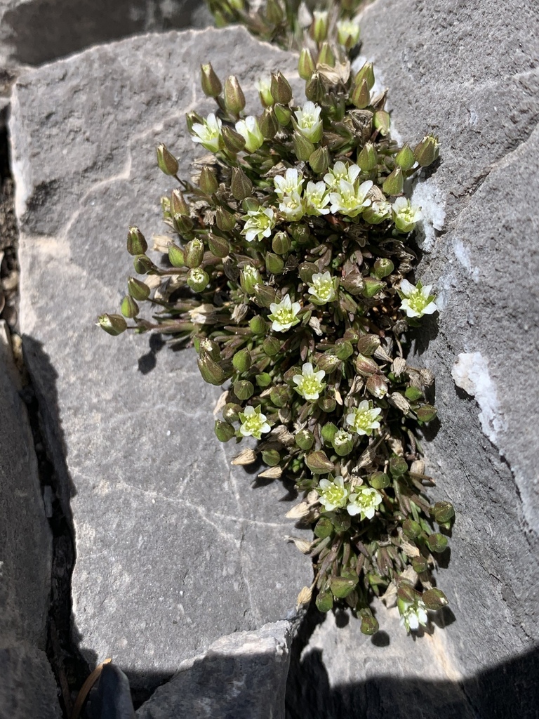 House's Stitchwort (Alpine Flora of the Southern Rocky Mountains ...