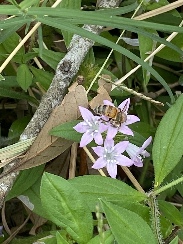 Western Honey Bee from St. Petersburg, FL, USA on November 5, 2024 at ...
