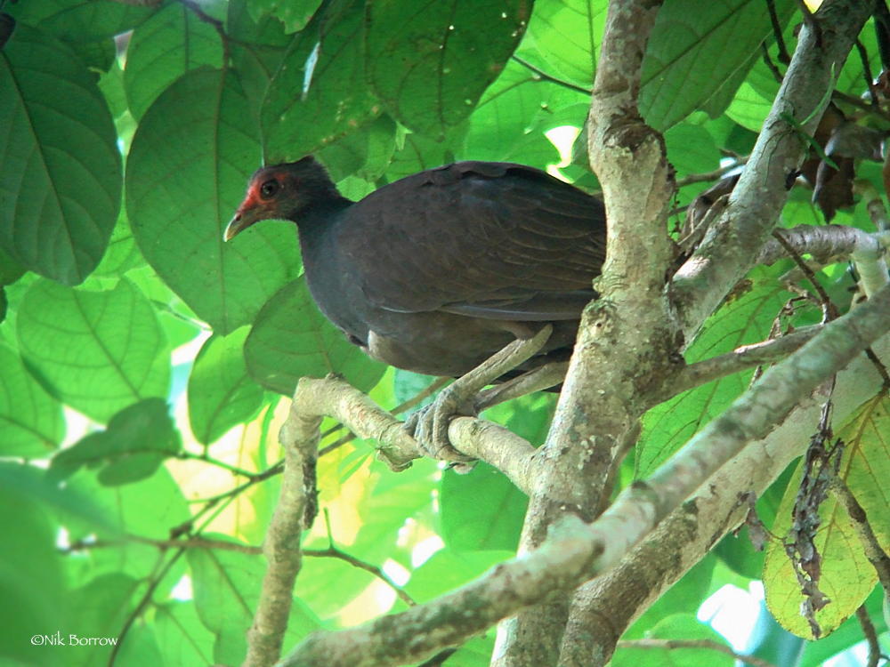 Megapodes (Megapodiidae) - Avian Discovery