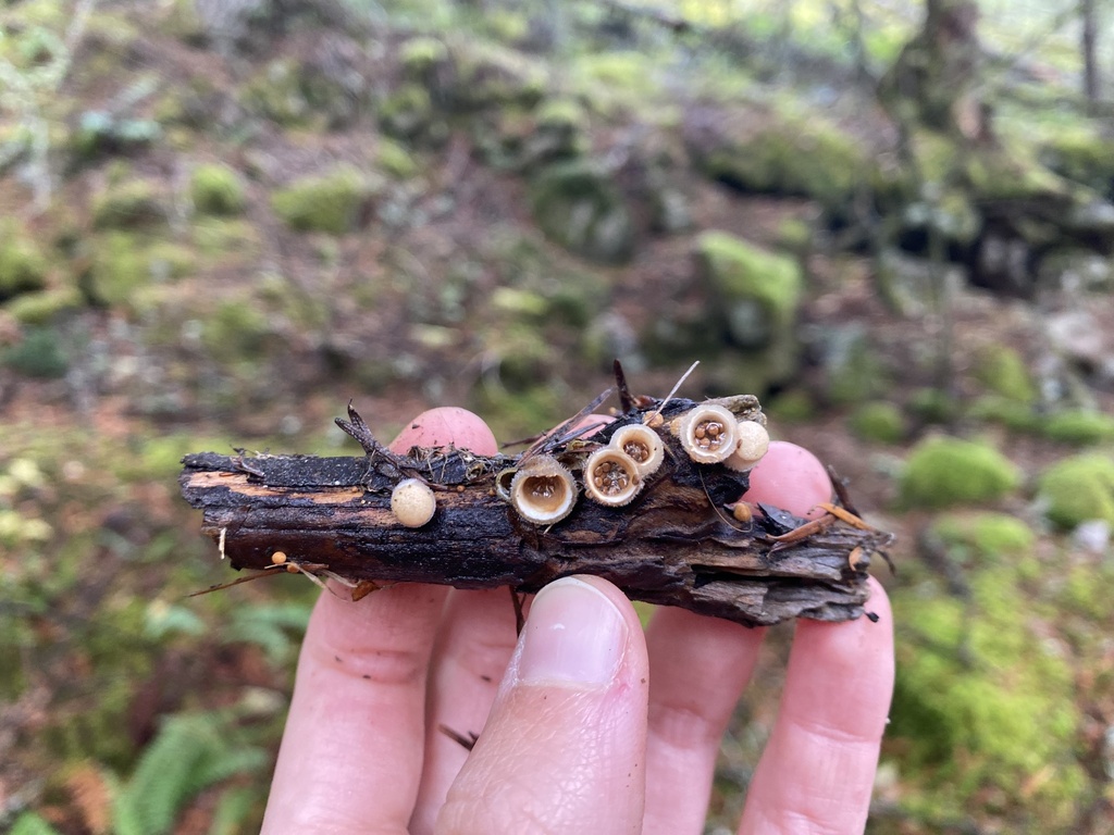 Nidula from Mt. Baker-Snoqualmie National Forest, North Bend, WA, US on ...