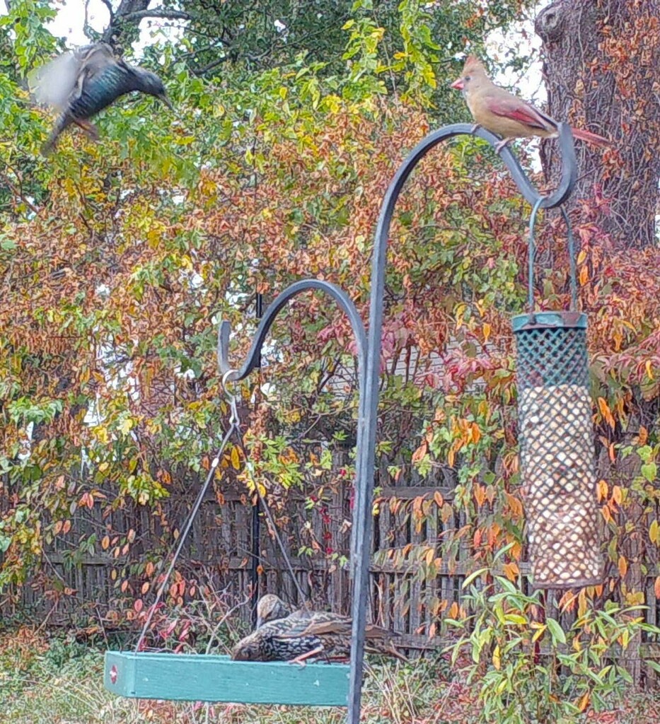 Northern Cardinal in November 2024 by tminatbe · iNaturalist