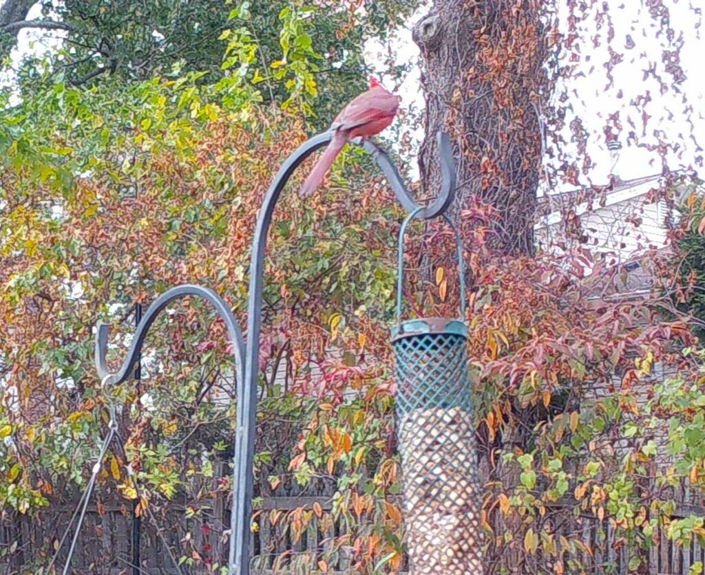 Northern Cardinal in November 2024 by tminatbe · iNaturalist