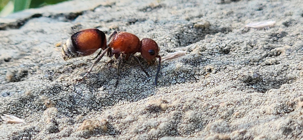 Pseudomethoca simillima from Barboursville, Albemarle County, VA, USA ...