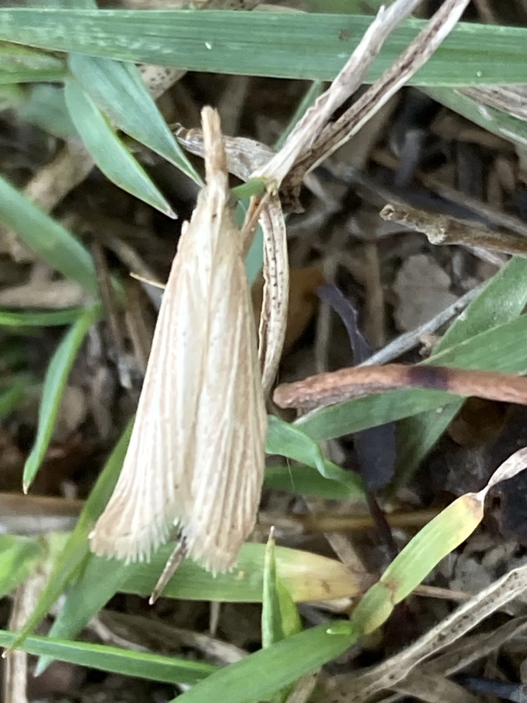 Buffel Grass Seed Caterpillar from Burraneer Rd, Coomba Park, NSW, AU ...