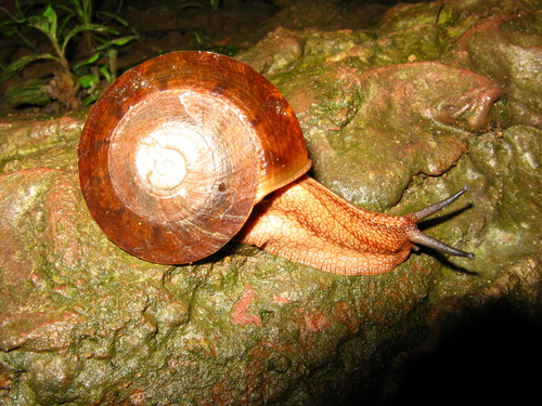 Camaena qiannanensis · iNaturalist