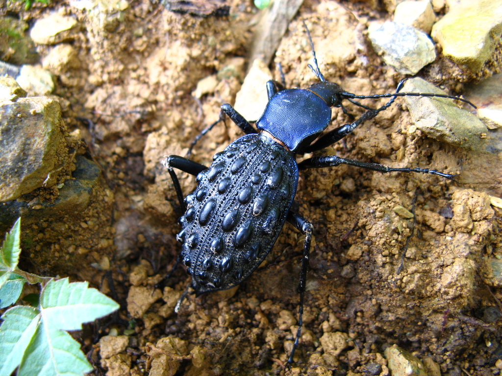 Carabus pustulifer from 中国贵州省铜仁市印江土家族苗族自治县 on July 19, 2008 at 10:33 AM ...