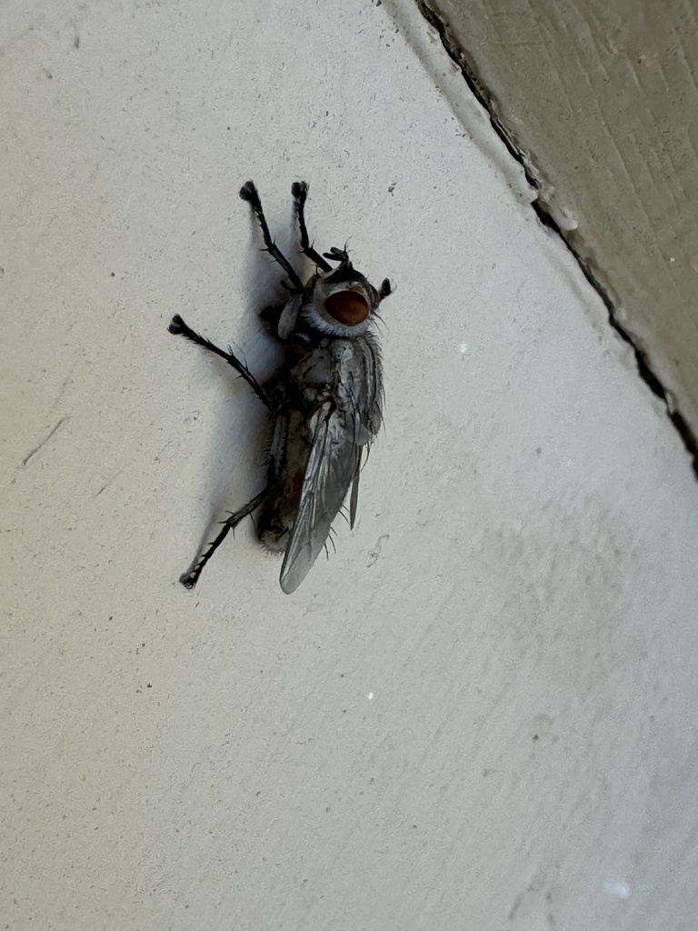 Typical Flesh Flies from Ronald Ct, Somerville, VIC, AU on November 11 ...