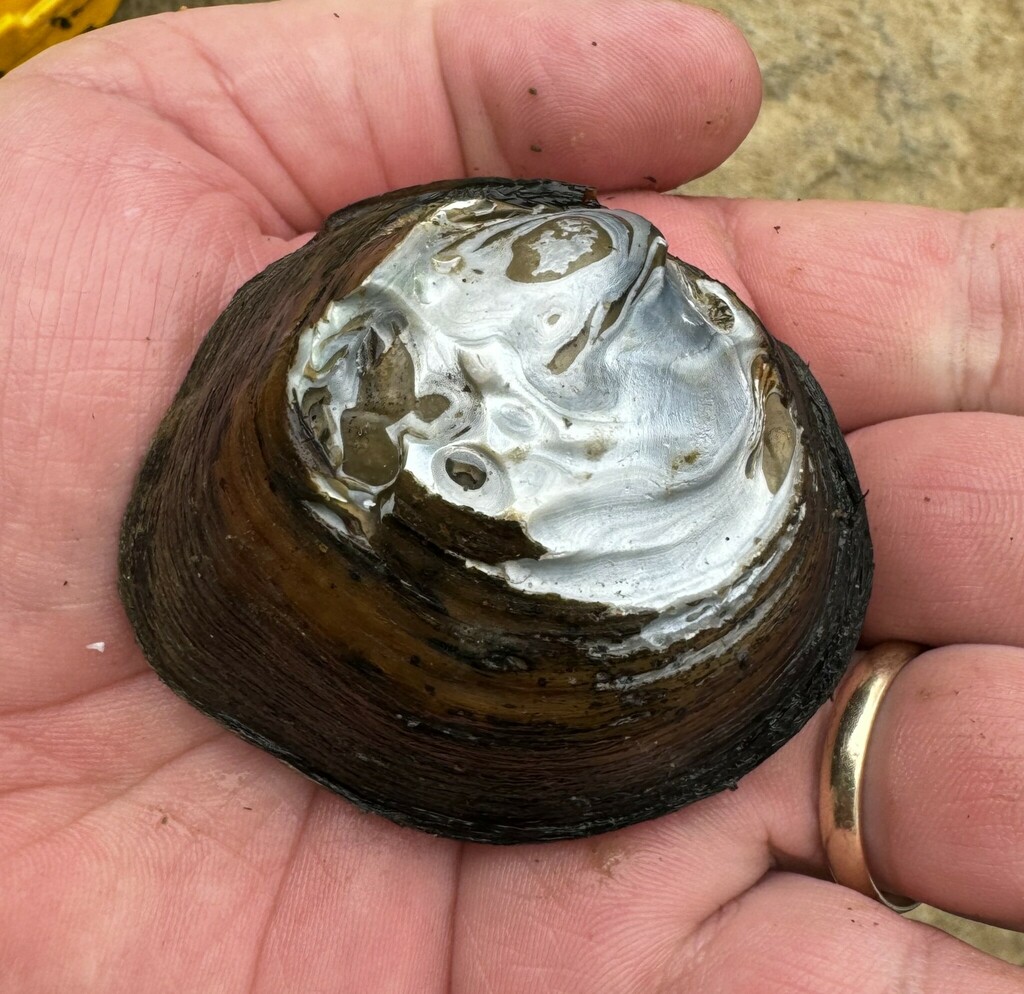 Alabama Orb from Sucarnoochee River, St. Hwy 11, Sumter Co., AL, USA on ...