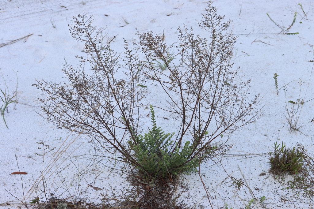 Nodding Pinweed from Polk County, FL, USA on November 10, 2024 at 02:14 ...