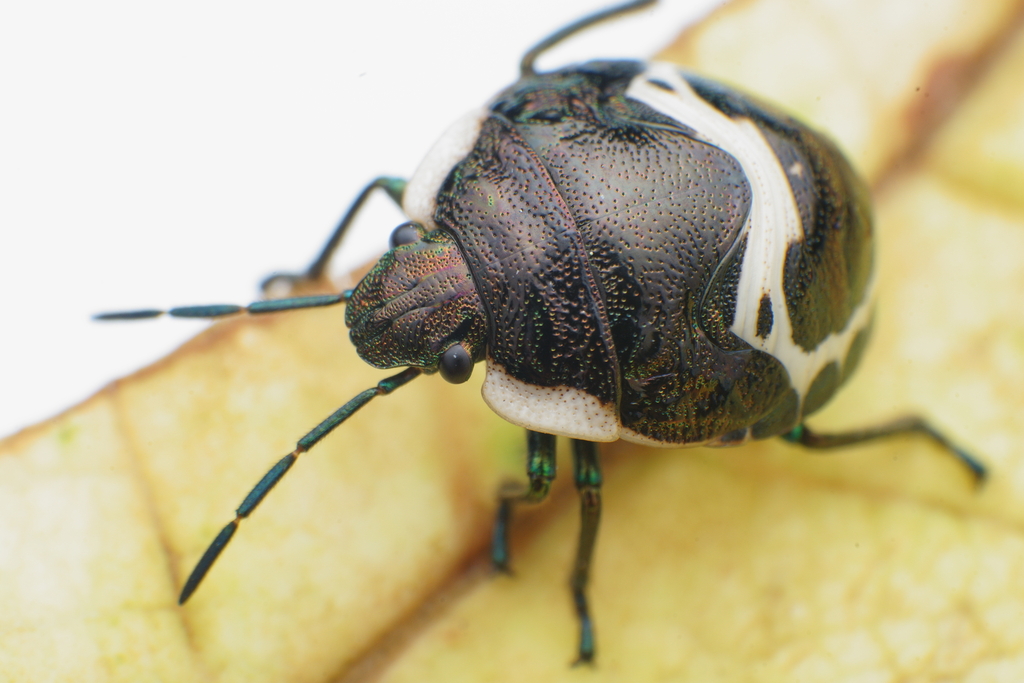 Clown Stink Bug from 日本、〒386-0018 長野県上田市常田 on November 10, 2024 at 08: ...