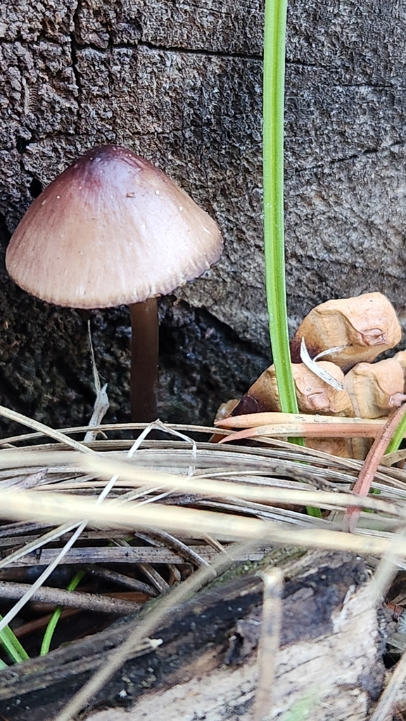 purple-edge bonnet in November 2024 by Ngail. Growing in woody debris ...