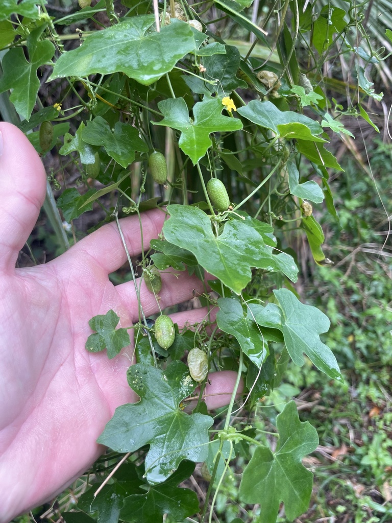 creeping cucumber from Turkey Creek Sanctuary, Palm Bay, FL, US on ...