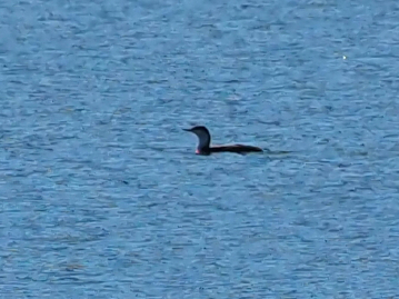 Red-throated Loon from Baseline Reservoir, Colorado 80303, USA on ...