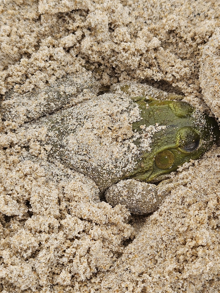American Bullfrog from Westchester Township, IN, USA on November 10 ...