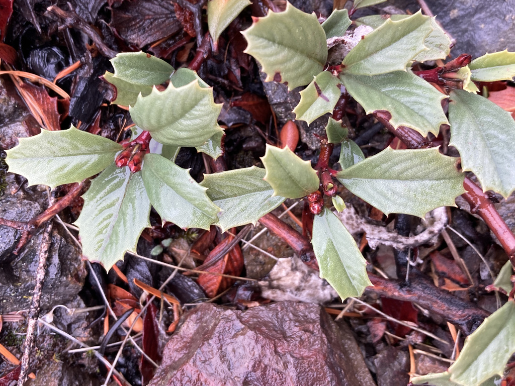 Mahala mat from Lane County, OR, USA on November 10, 2024 at 02:00 PM ...