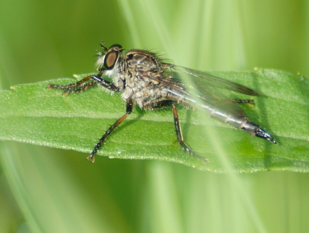 Asilinae from Gander Mt. FP, Lake County, IL, USA on July 04, 2019 at ...
