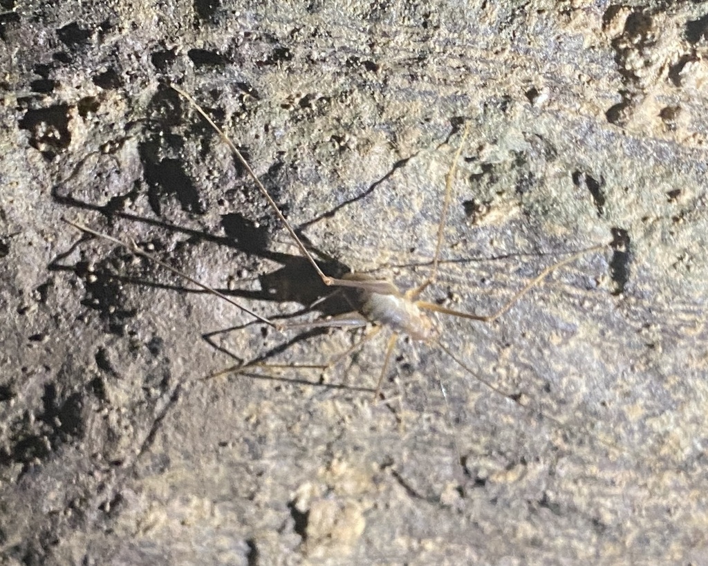 Tawney’s Cave Cricket from Lost World Caverns, Lewisburg, WV, US on ...