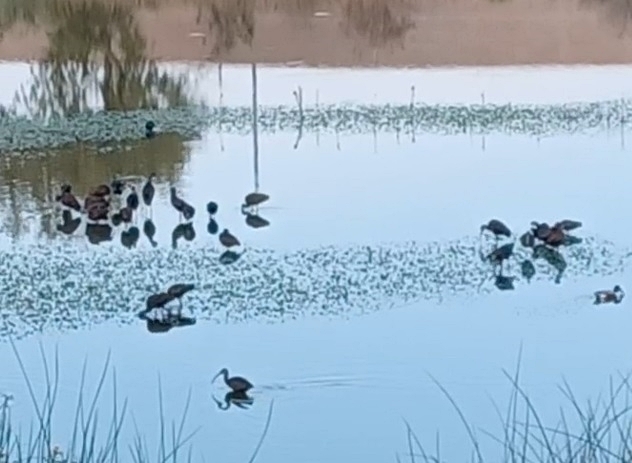 White-faced Ibis from San Joaquin Marsh, Irvine, CA 92612, USA on ...