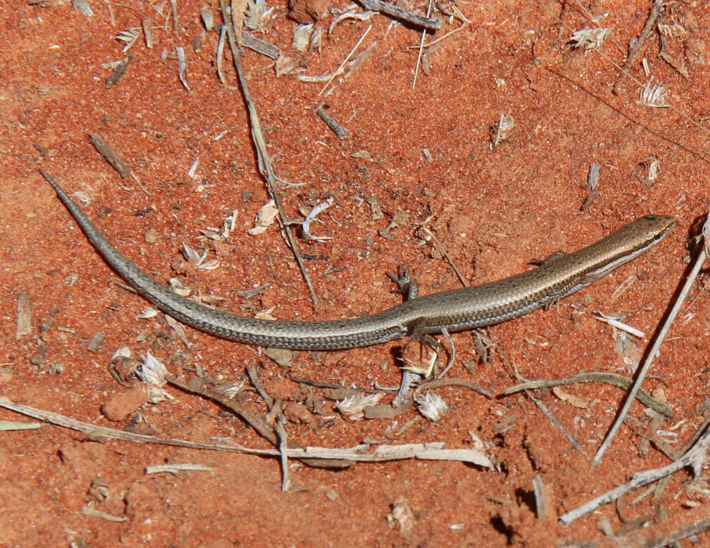Common Dwarf Skink from Naree Station (BHA), NSW, Australia on ...