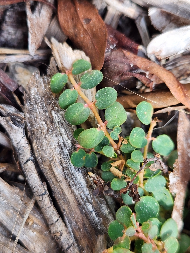 limestone sandmat from SUMMRLND KEY, FL 33043, USA on November 4, 2024 ...