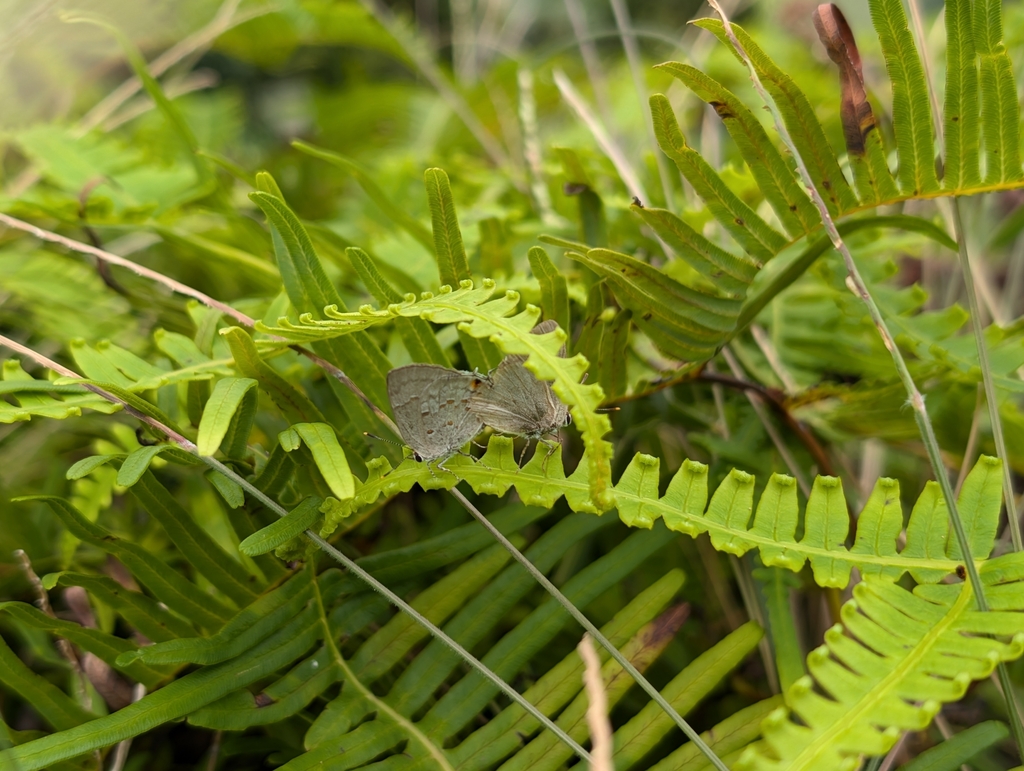 Lantana Hairstreak from Palolo, Honolulu, HI, USA on November 10, 2024 ...