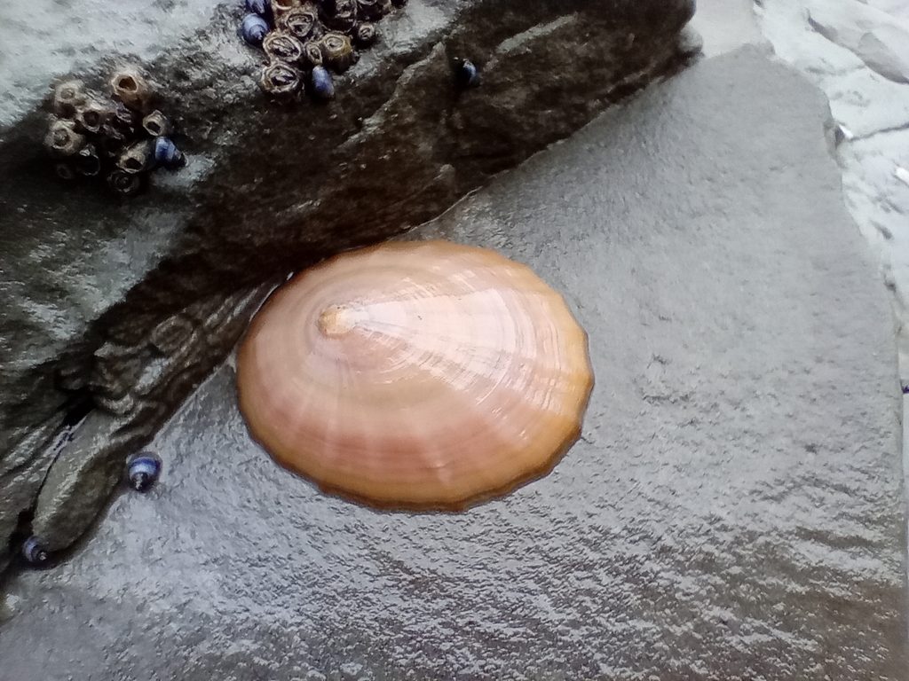 Golden Limpet from Gisborne, New Zealand on November 11, 2024 at 09:26 ...