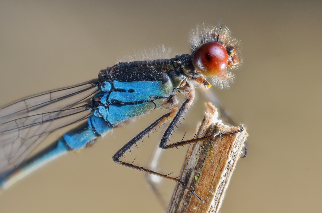 Dragonflies and Damselflies (Monroe, WA) · iNaturalist