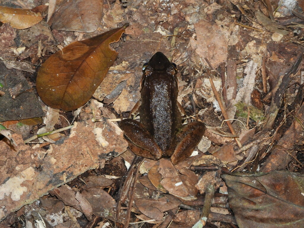 Lesser Swamp Frog in November 2024 by Iman Akbar · iNaturalist