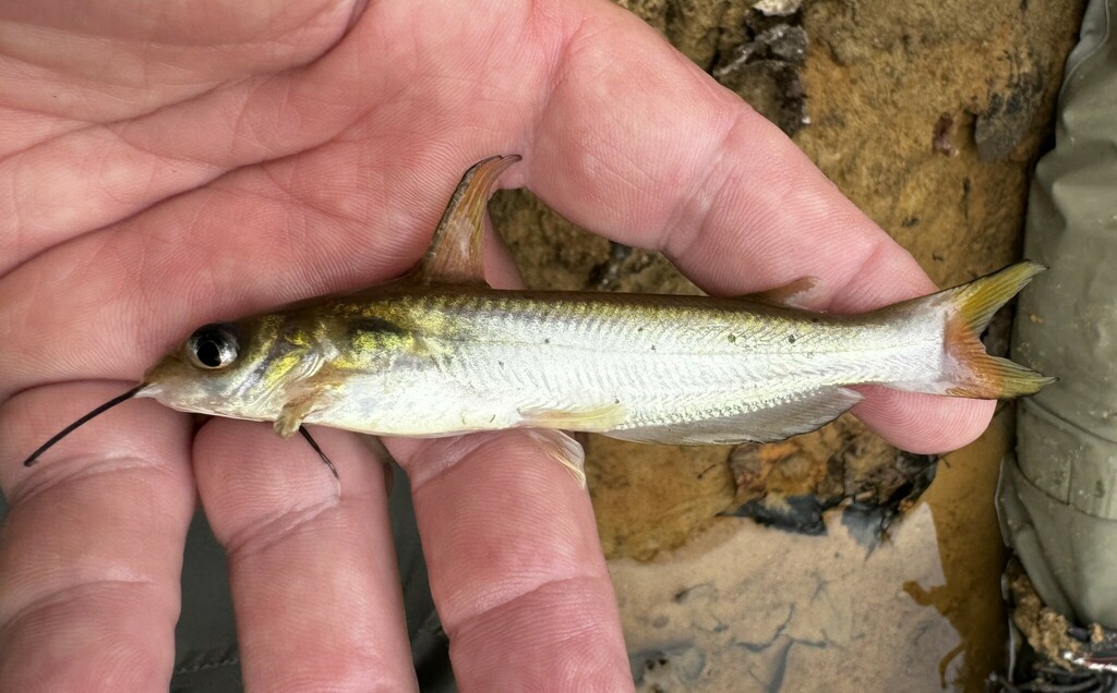 Channel Catfish from Alamuchee Creek, Co. Rd. 13, Sumter County, AL ...