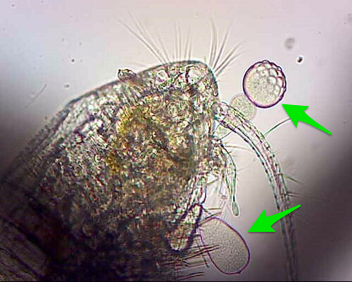 Familia Ellobiopsidae · iNaturalist Mexico