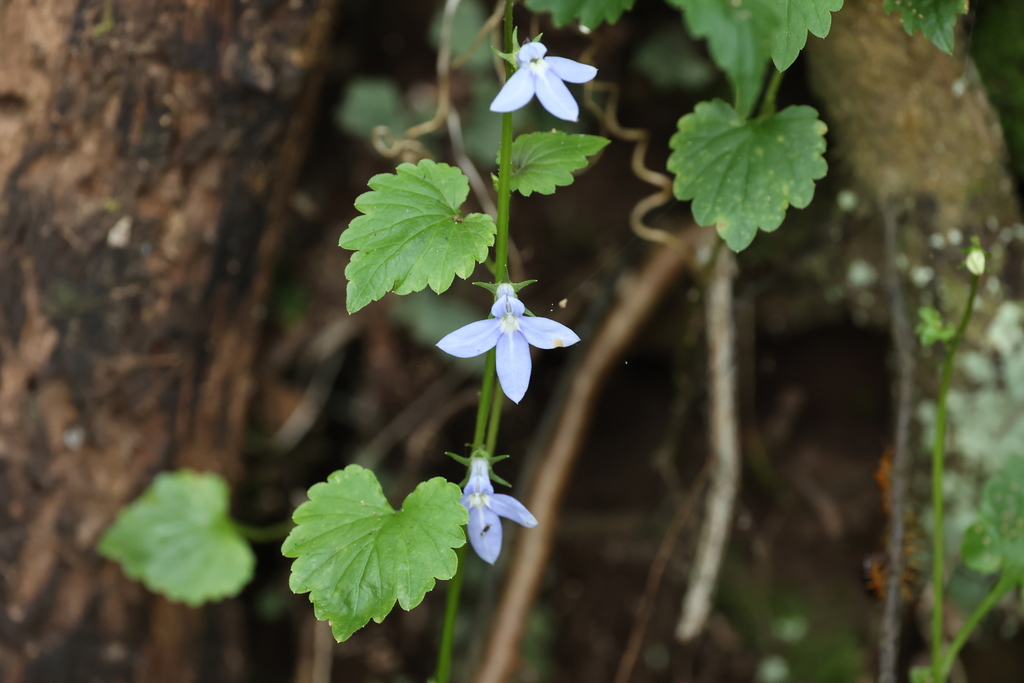 forest lobelia from O'Reilly QLD 4275, Australia on November 9, 2024 at ...