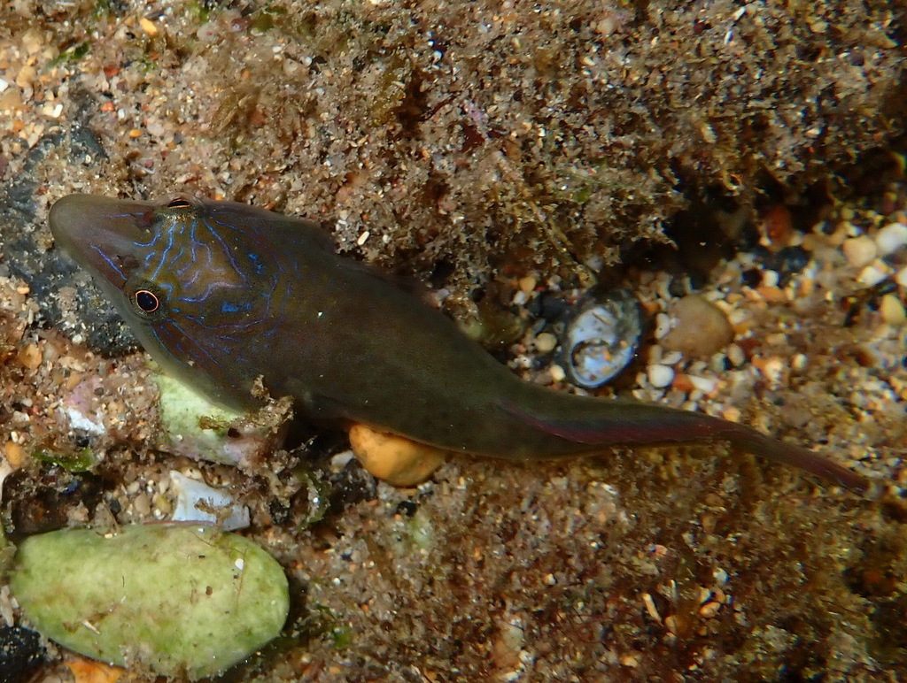 Shore Clingfish from Saména, Marseille, France on November 10, 2024 at ...