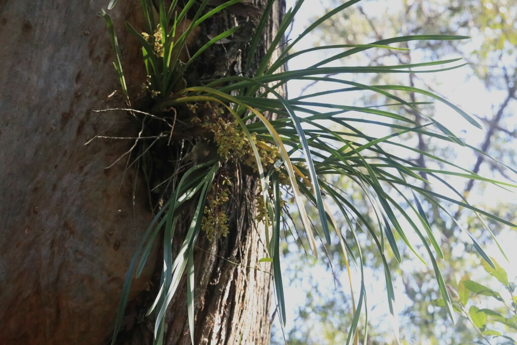 Snake Orchid from Somersby NSW 2250, Australia on October 30, 2024 at ...