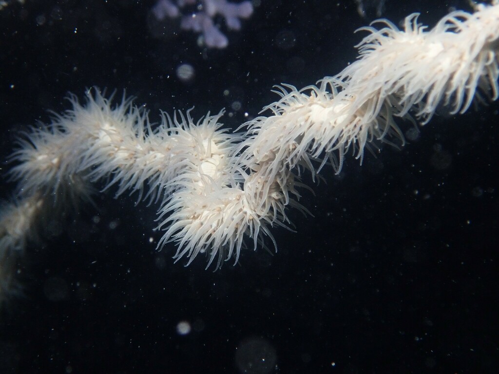 Wire Coral from Palau on October 27, 2024 at 06:19 PM by Peter ...