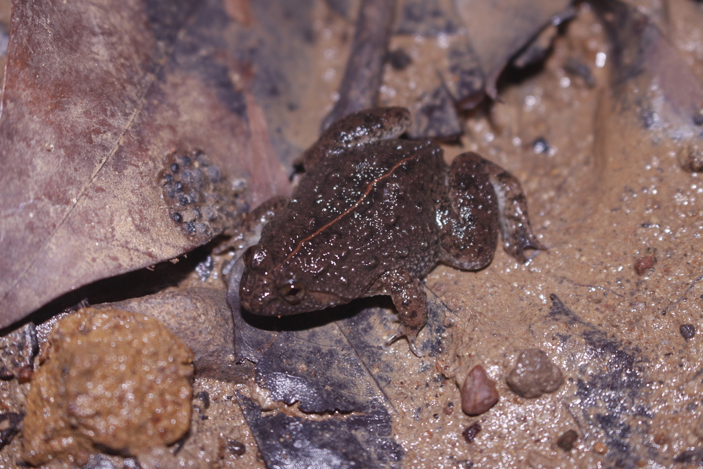 Sumatran Puddle Frog from UNNES on November 7, 2024 by Zahra · iNaturalist
